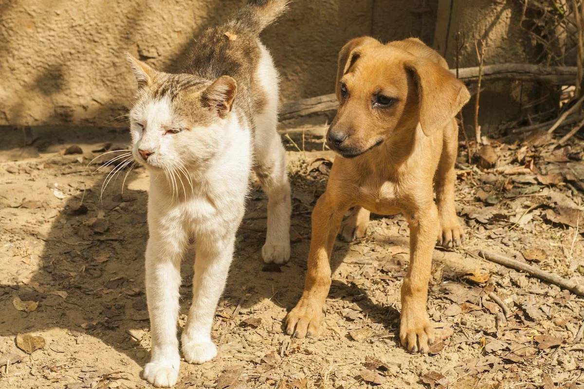 Why Are There So Many Stray Cats and Dogs in Phuket? - Home In Phuket